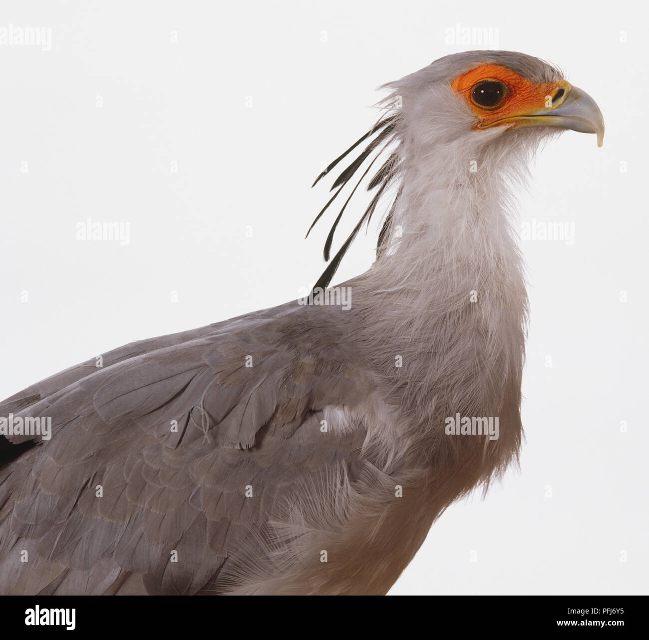 Secretary Bird (Sagittarius serpentarius), side view Stock Photo - Alamy