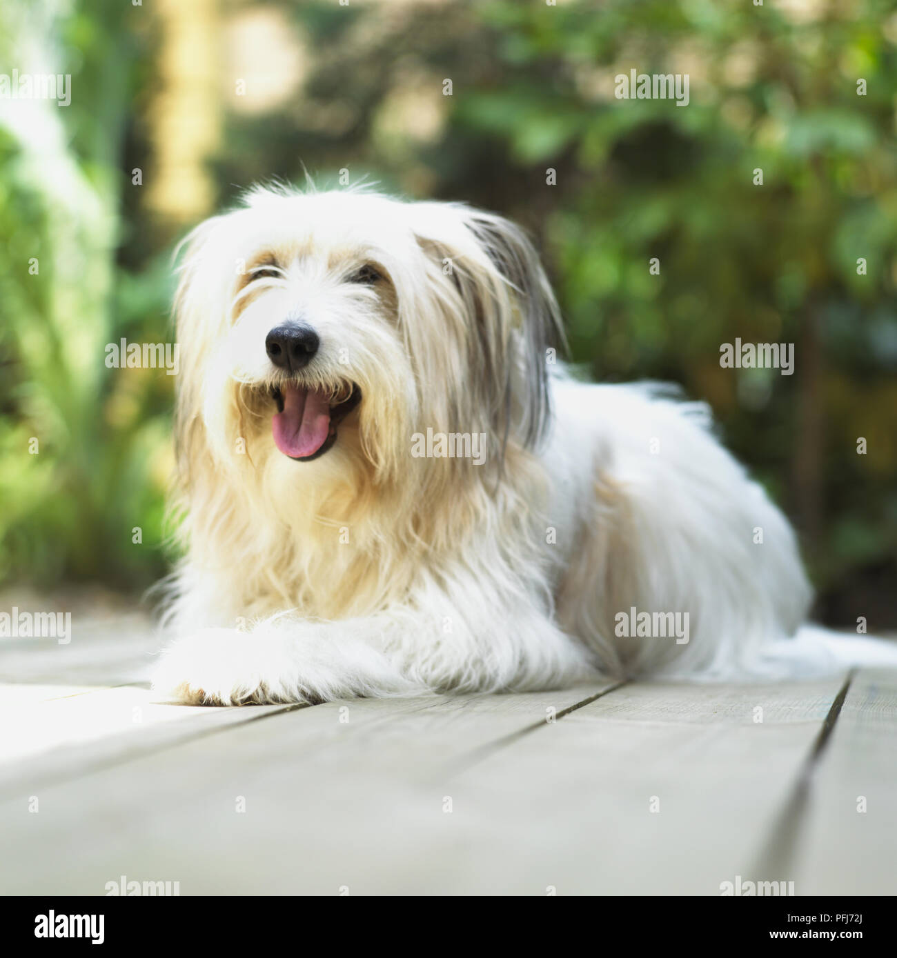 Dog lying on wooden decking Stock Photo - Alamy