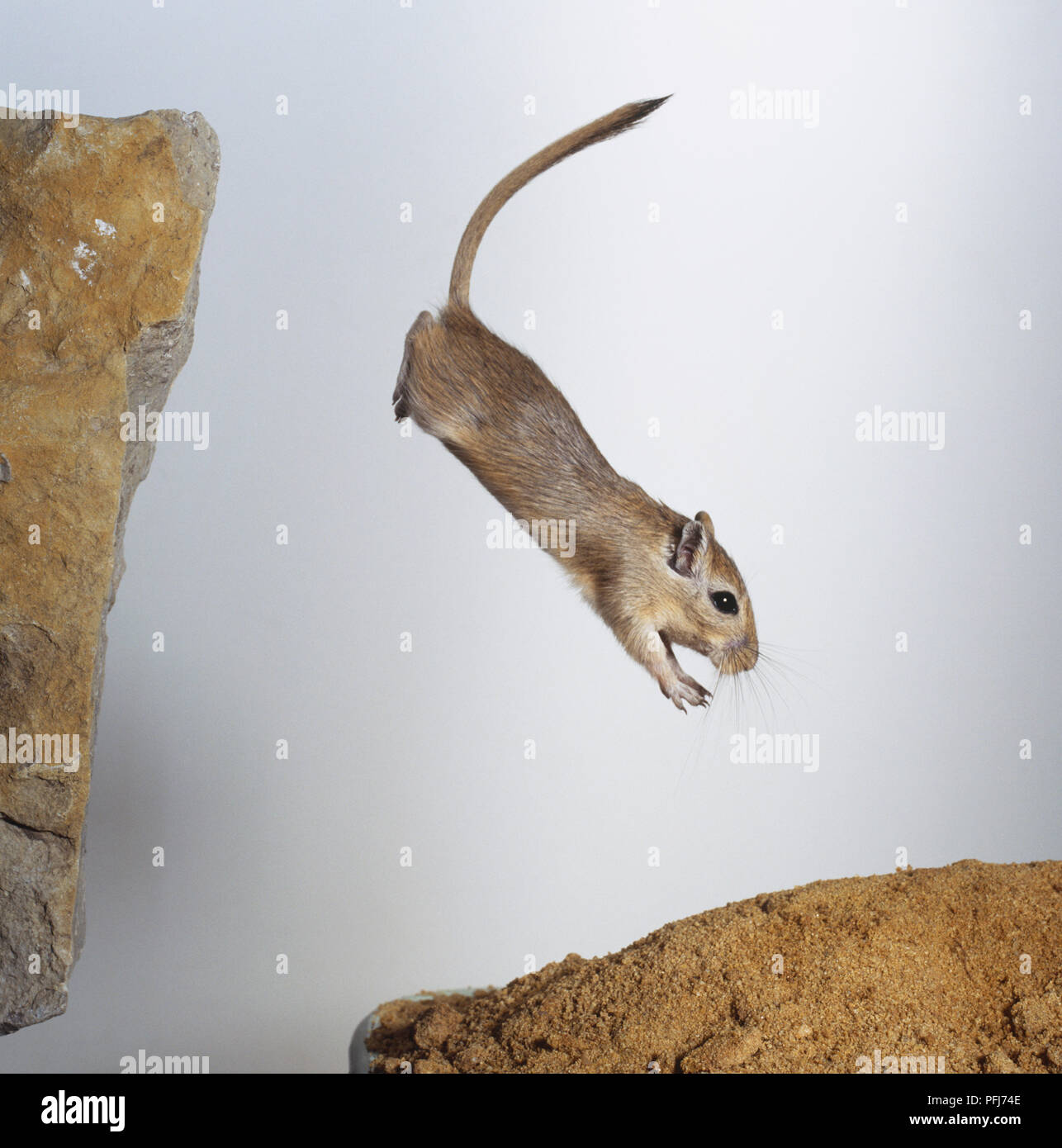 Shaw's Jird gerbil, (Meriones shawi), jumping from one rock to another ...