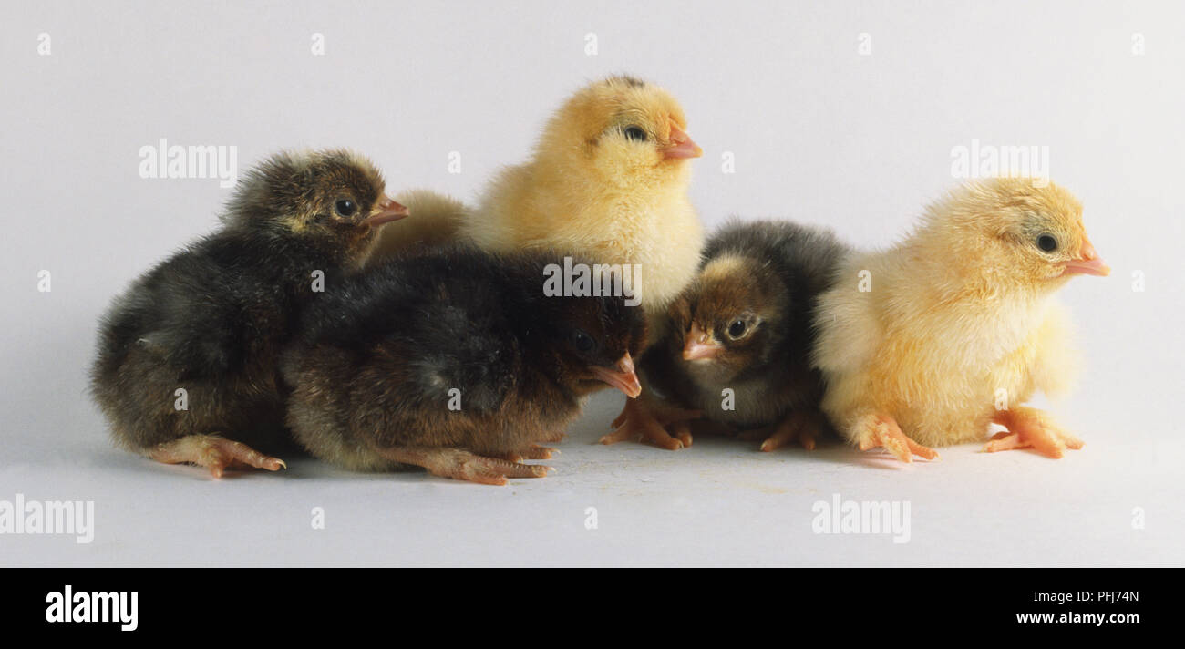 Five chicks huddling together, side view Stock Photo - Alamy