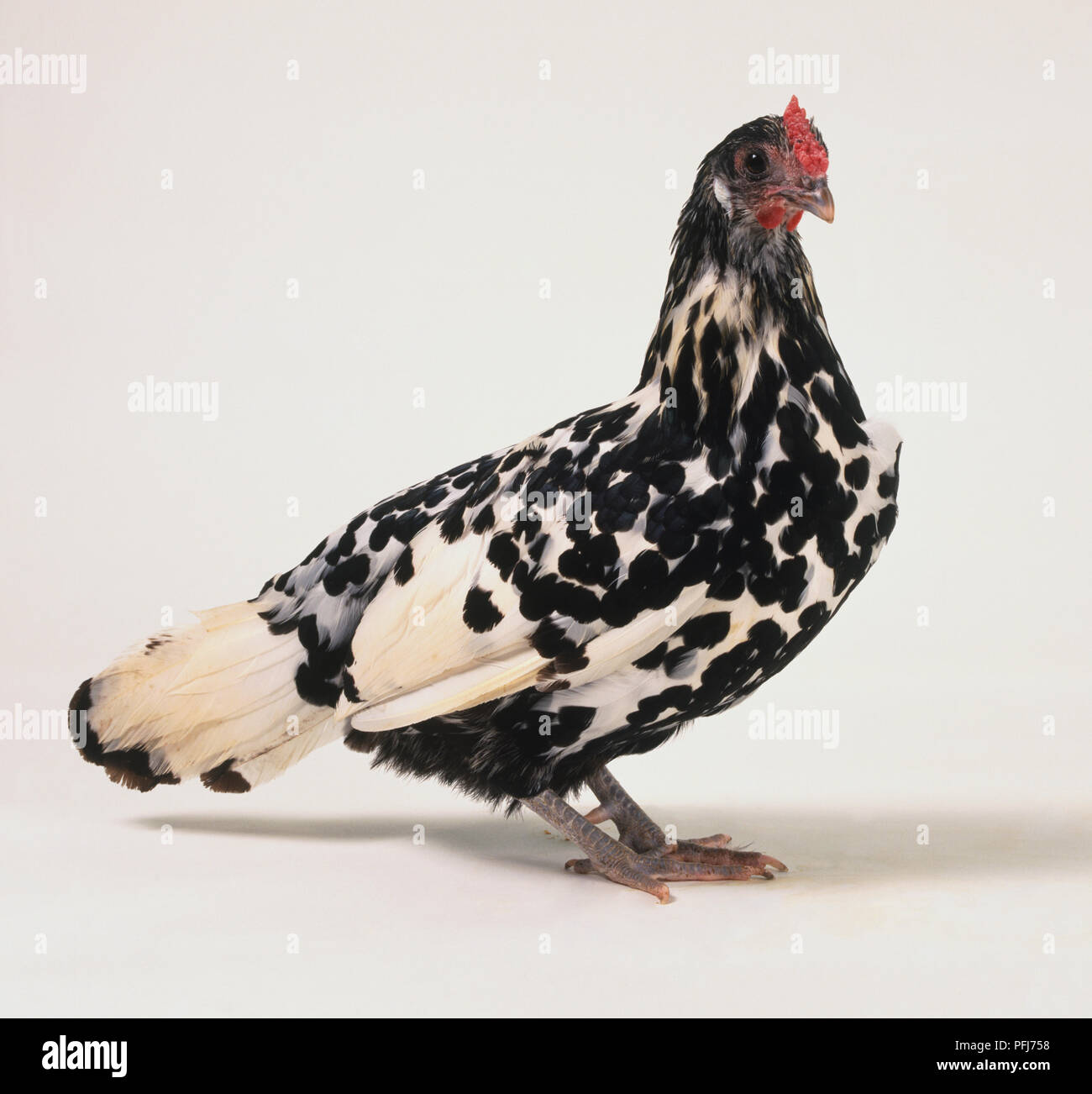 Domestic Chicken, Gallus gallus, black and white spotted chicken, side ...