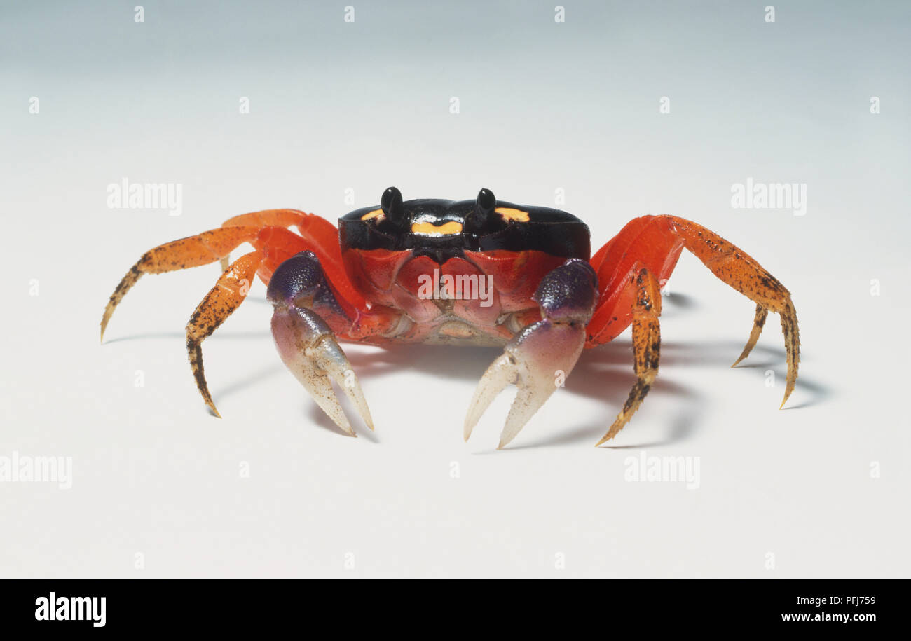 Animal Black With Red Legs