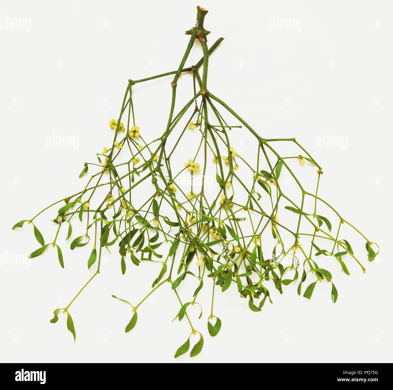 Sprig mistletoe hanging, side view Stock Photo - Alamy