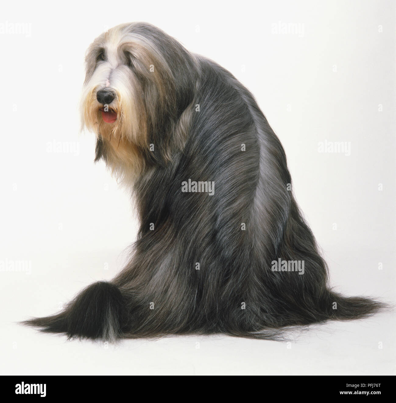 Bearded collie, with long grey fur Stock Photo - Alamy