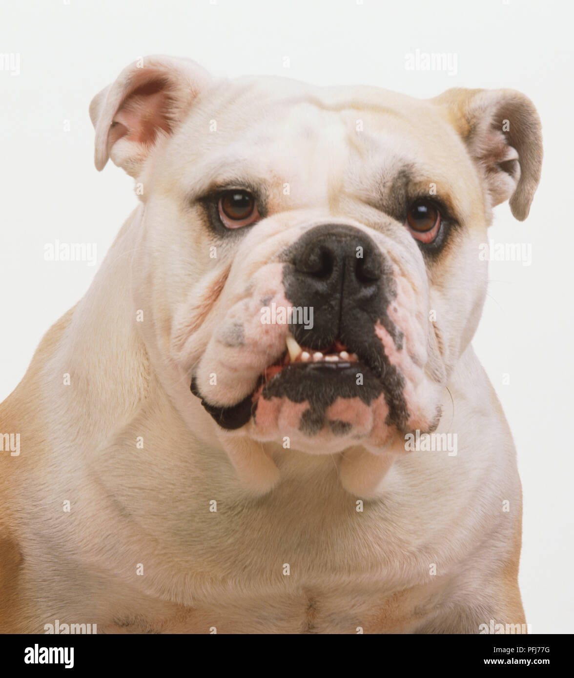 Colour bulldog hi-res stock photography and images - Alamy