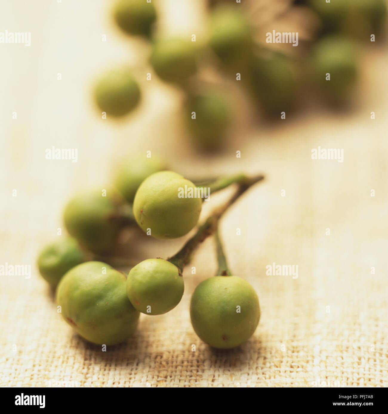 Cluster of green pea aubergines, gradually defocused Stock Photo - Alamy