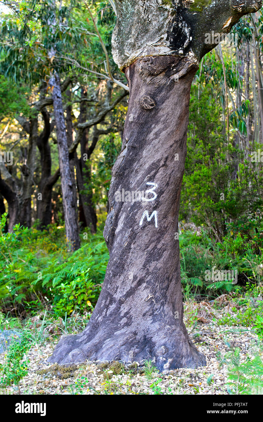 Partially stripped Cork Oak tree (Quercus suber) with the number of the ...