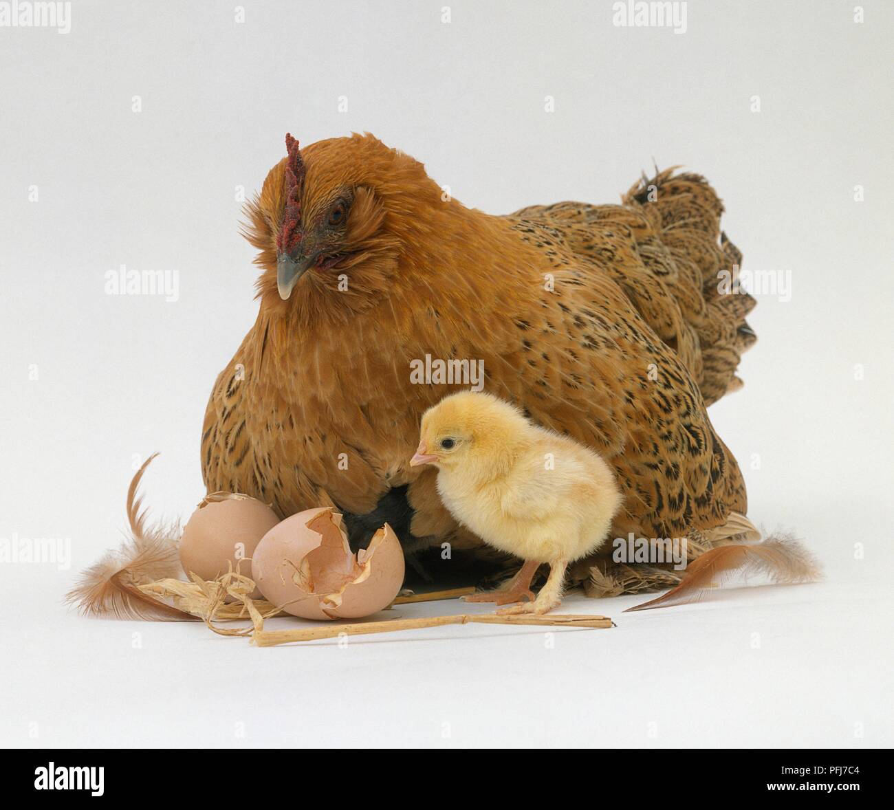Baby chick egg shells hi-res stock photography and images - Alamy