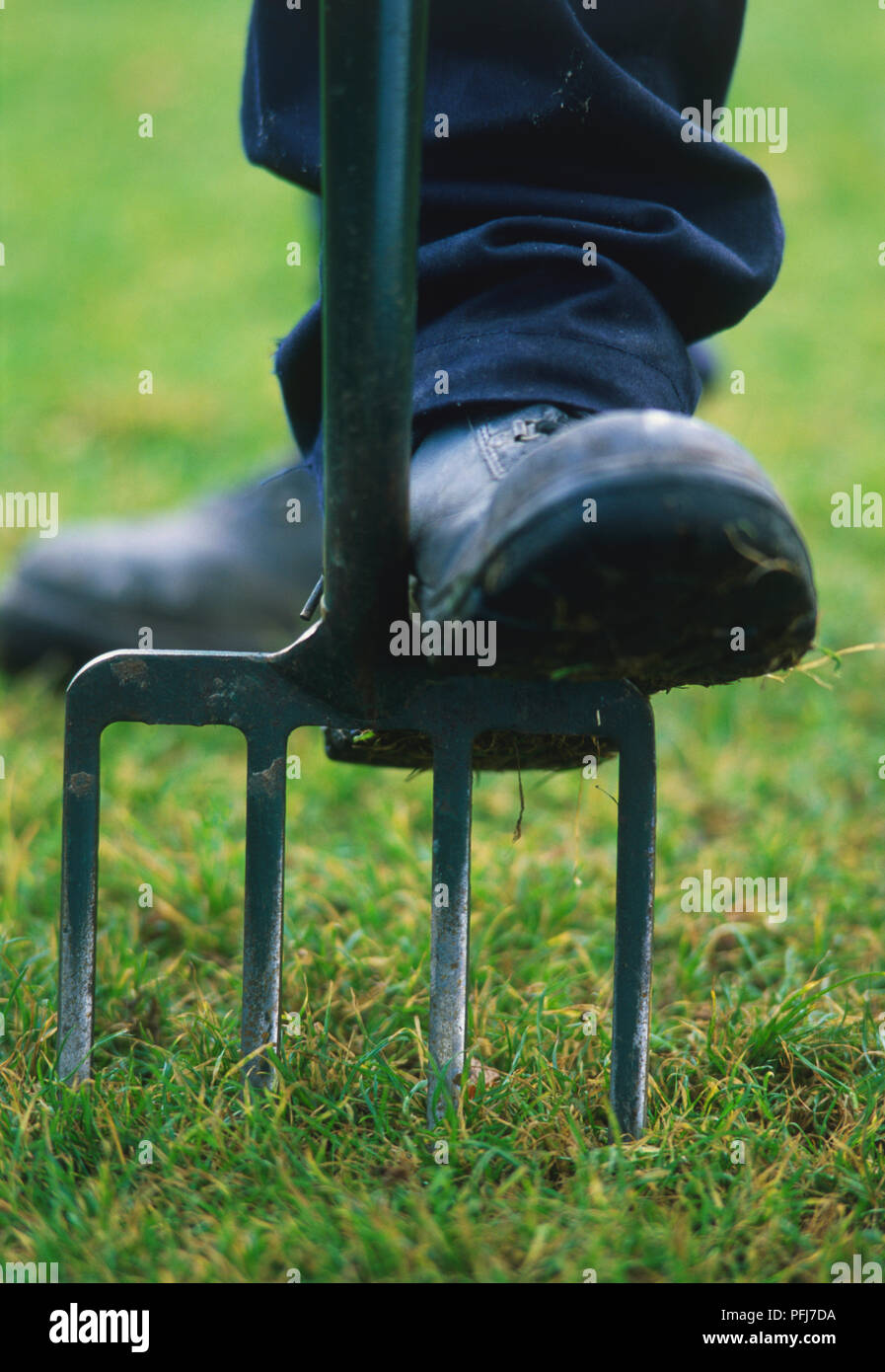Garden fork being pressed into lawn with foot, close up Stock Photo - Alamy