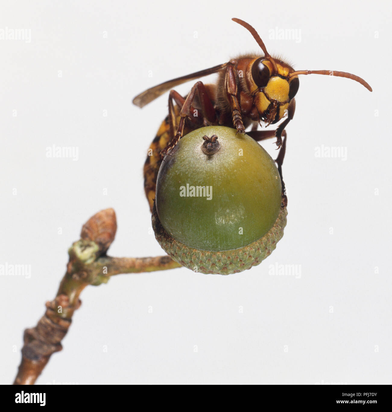 Flies wasp hi-res stock photography and images - Alamy