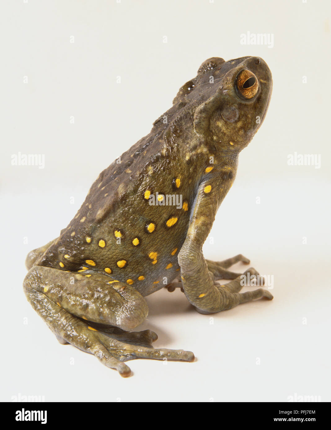 Boulenger's Asian Tree Toad (Pedostibes hosii), a grey-green toad with ...