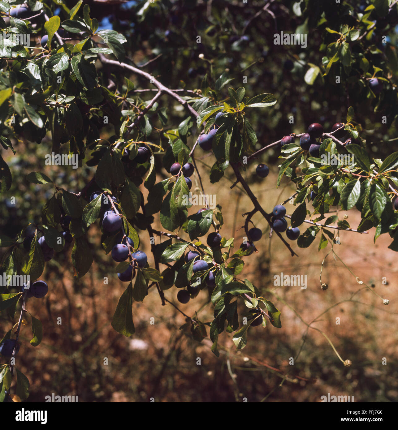 Prunus domestica, Damsons, growing on tree Stock Photo - Alamy