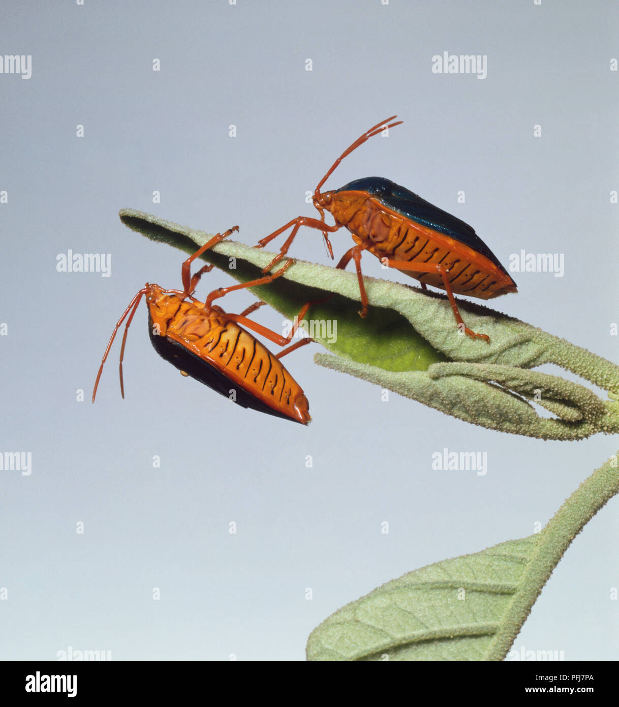 Two shield bugs (Hemiptera), half-black, half-brown shells and long ...