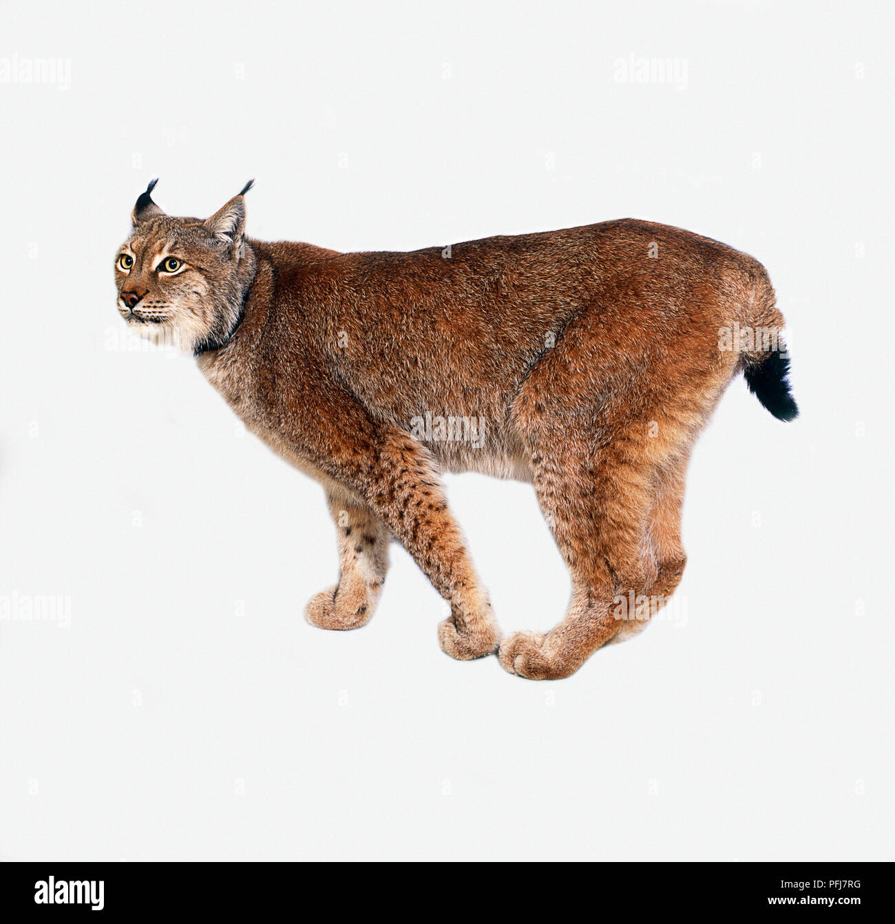 Eurasian lynx (Lynx lynx), side view Stock Photo - Alamy