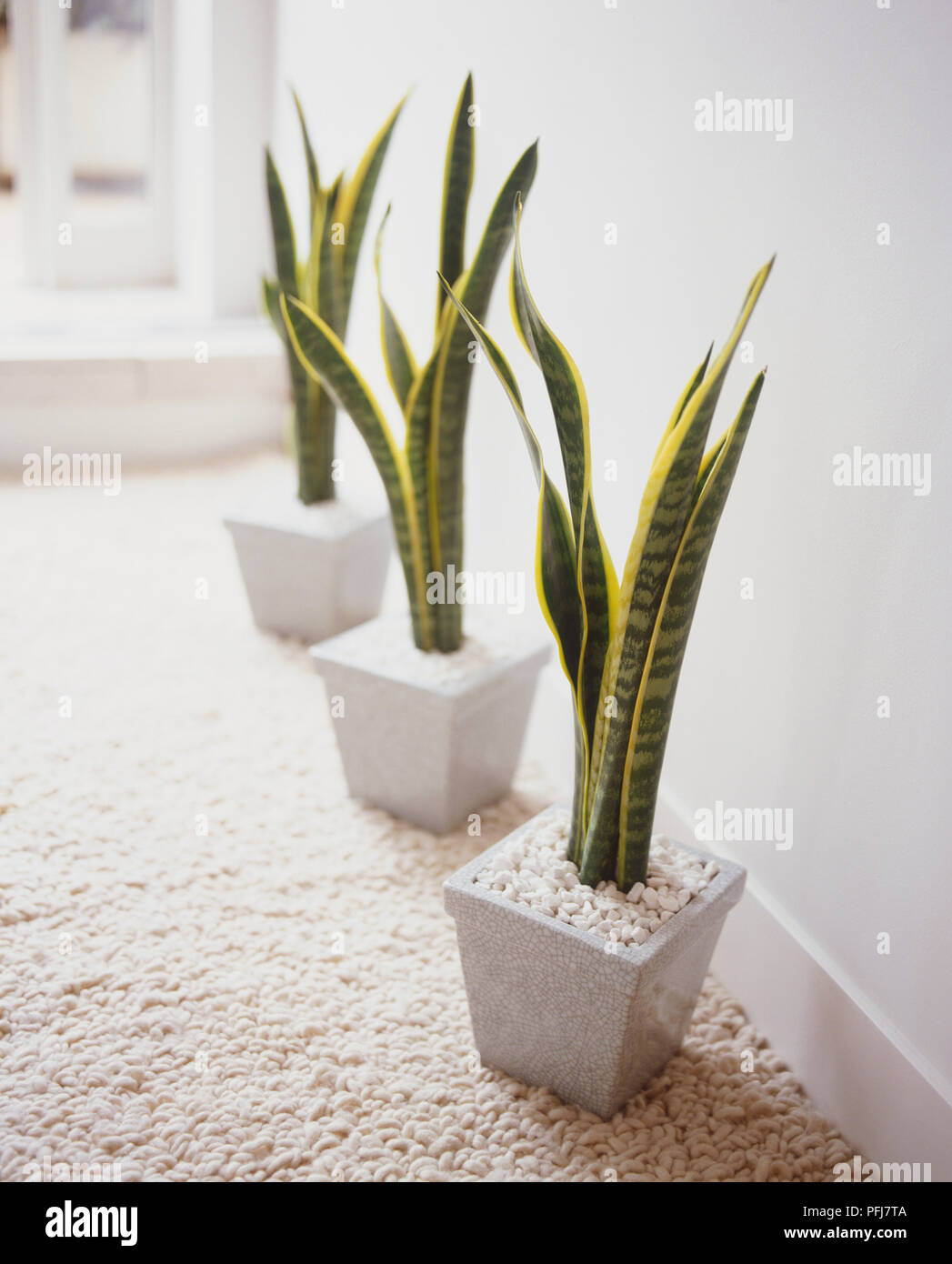 Mother-in-Law's-Tongue (Sansevieria trifasciata), three plants with ...