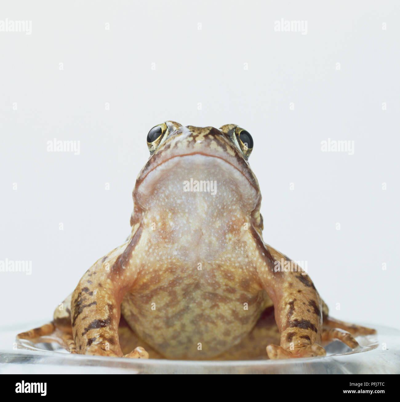 Bullfrog (Rana catesbeiana), light brown skin with brown and green ...