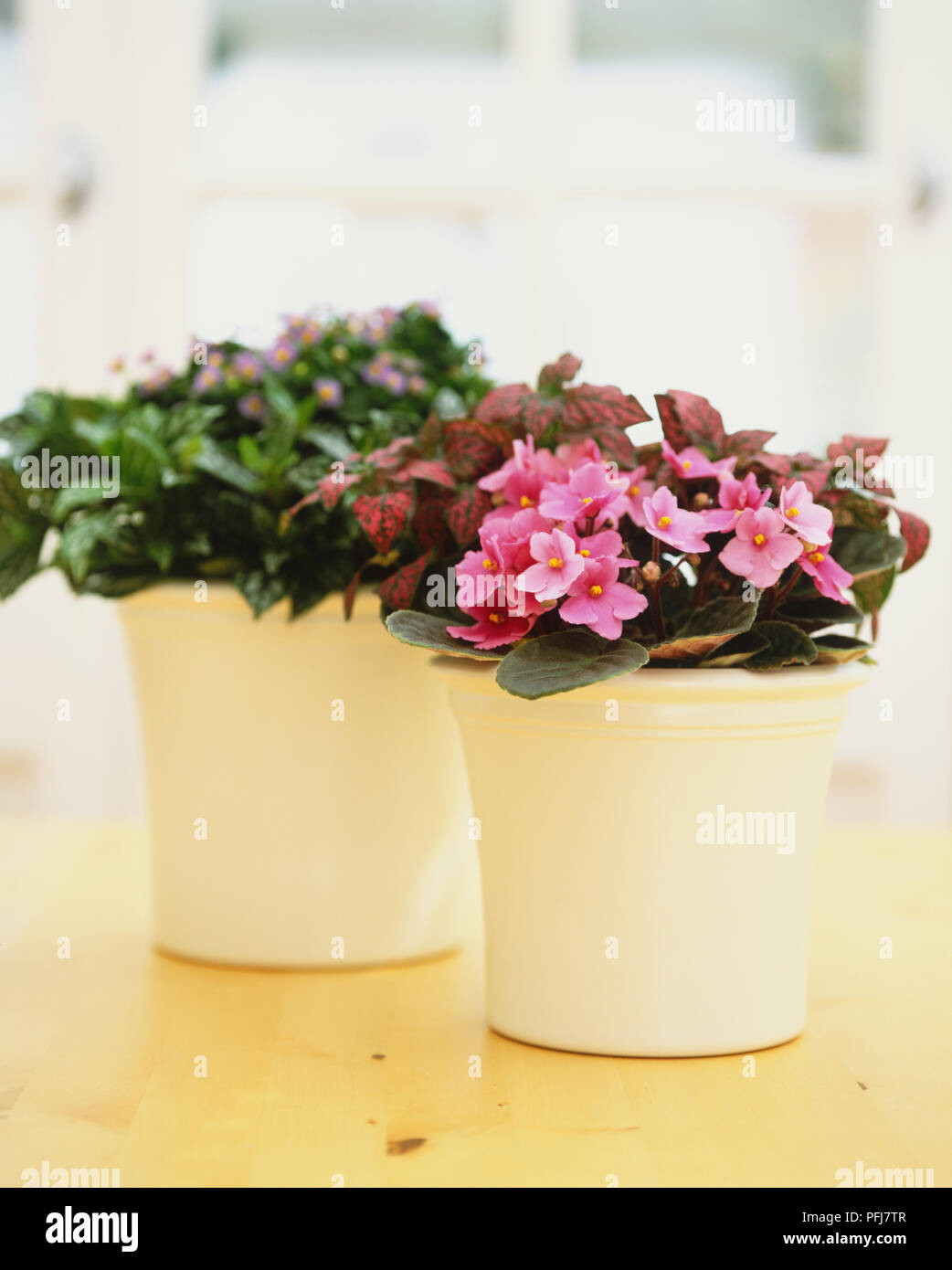 Saintpaulia (African Violet) and Exacum affine (Persian Violet) in ...