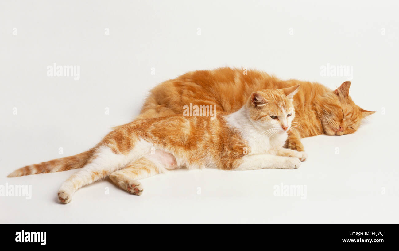 Ginger cats lying together Stock Photo - Alamy