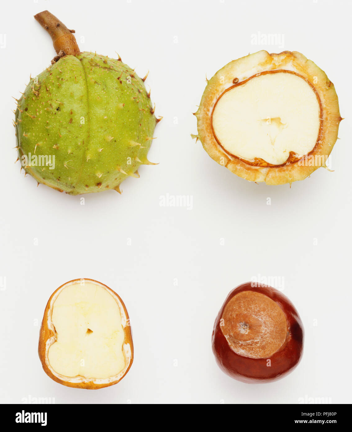 Classification Of Plants High Resolution Stock Photography and Images ...