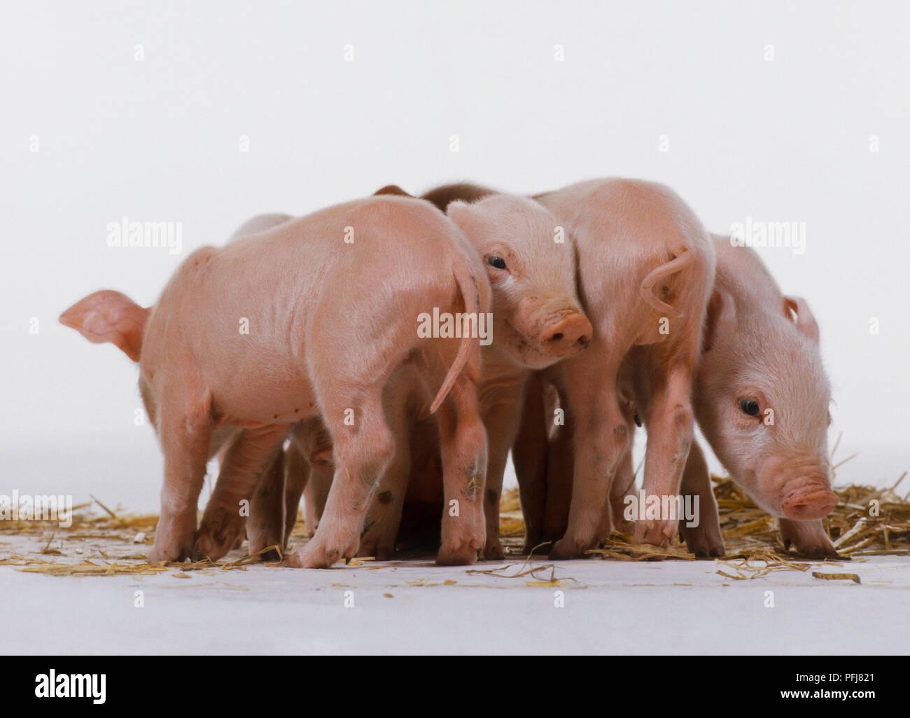 Four pink Piglets (sus sp.) huddled together side by side, facing away ...