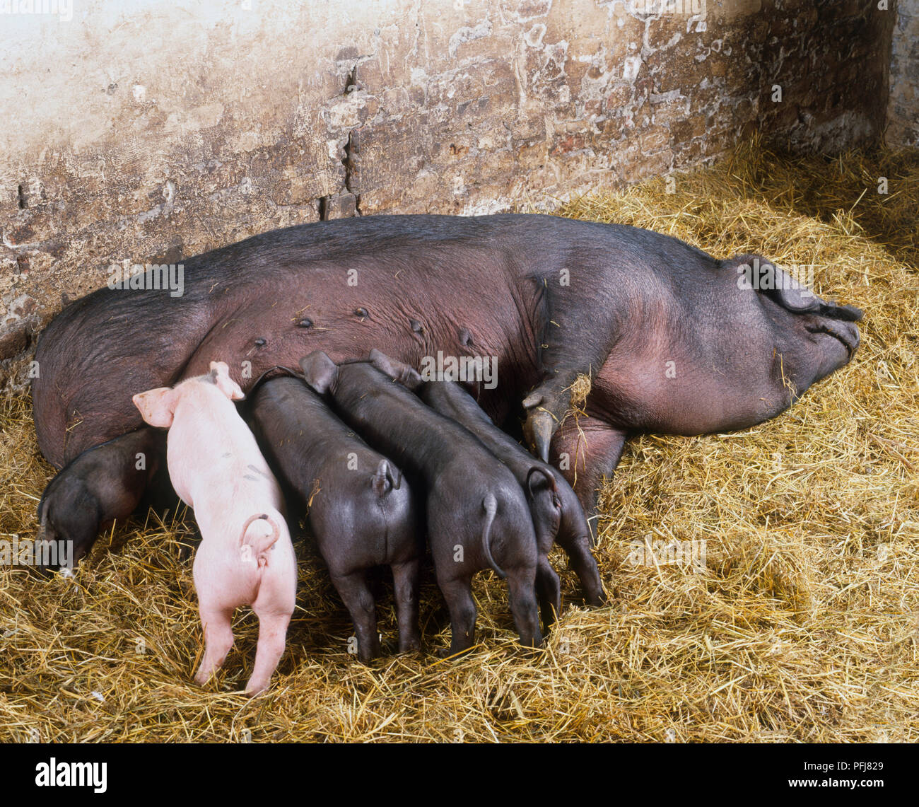 Domestic Pigs (sus sp.) on bed of hay, black sow lying on her side as ...