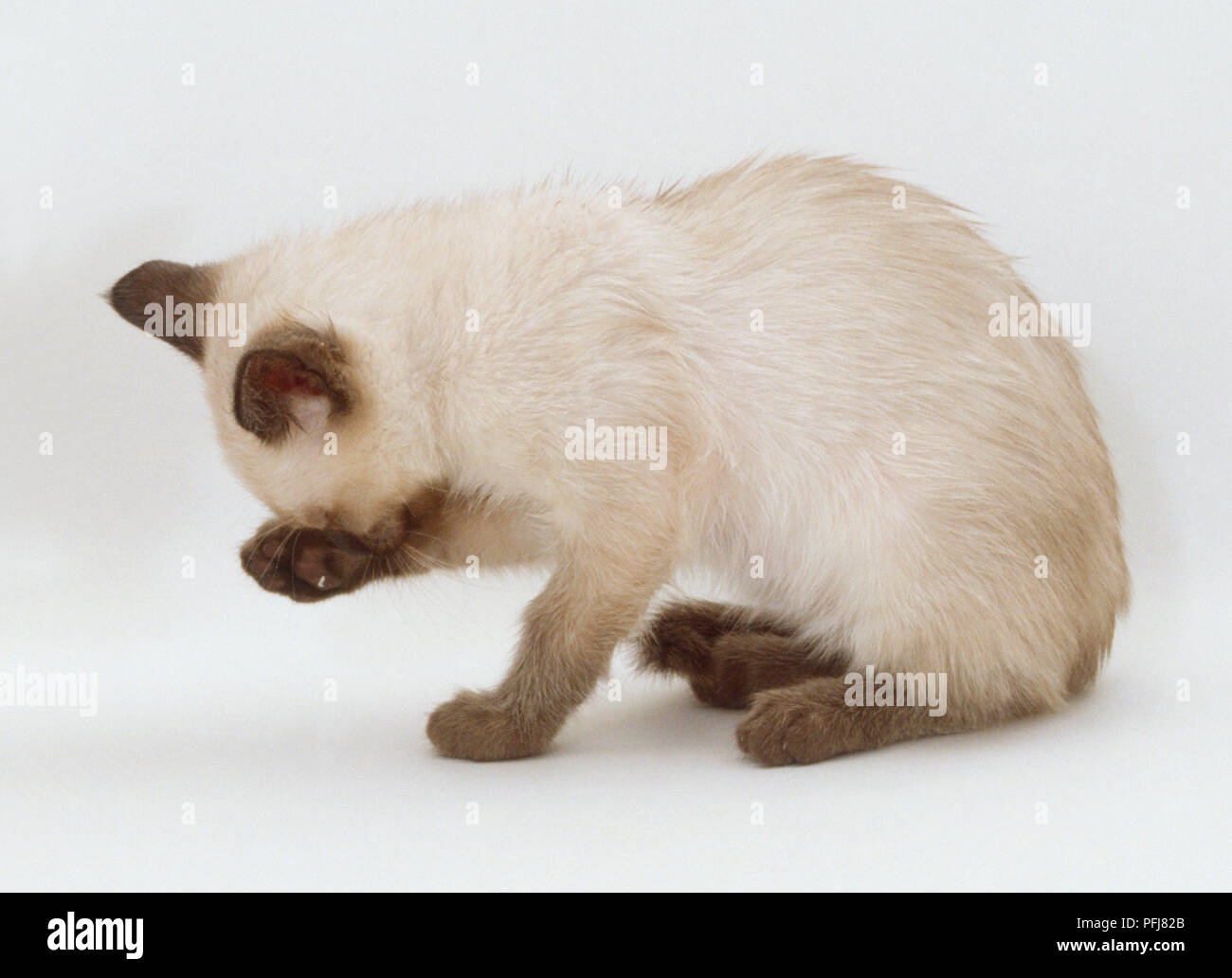 Siamese kitten cleaning its face with its paw Stock Photo - Alamy