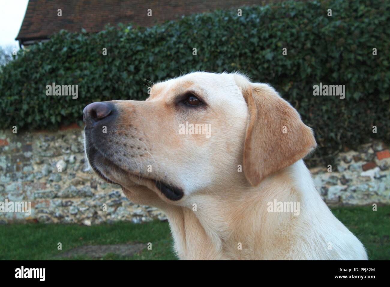 Labrador, head in profile Stock Photo - Alamy