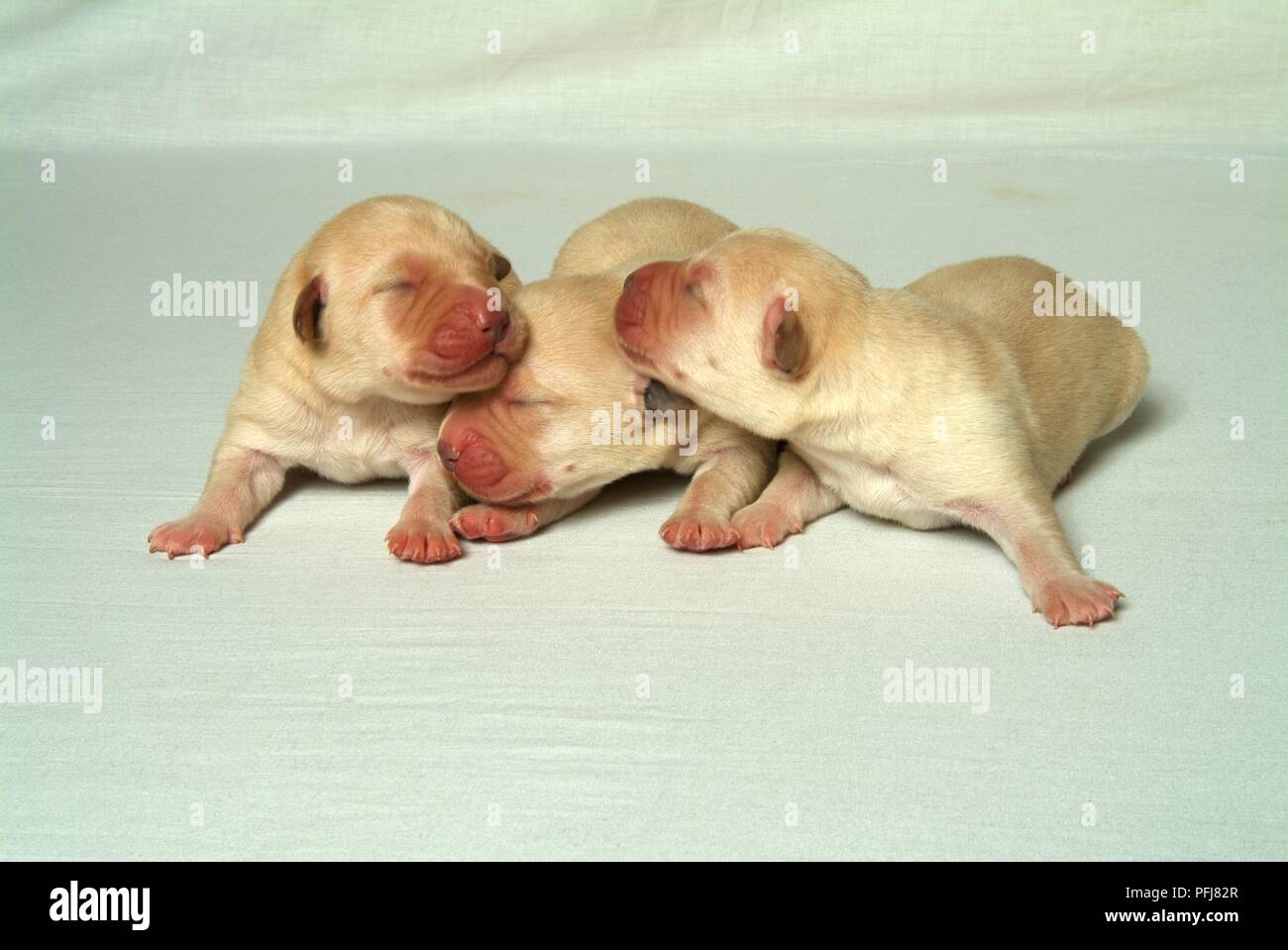 Three newborn Labrador puppies nuzzling each other Stock Photo - Alamy