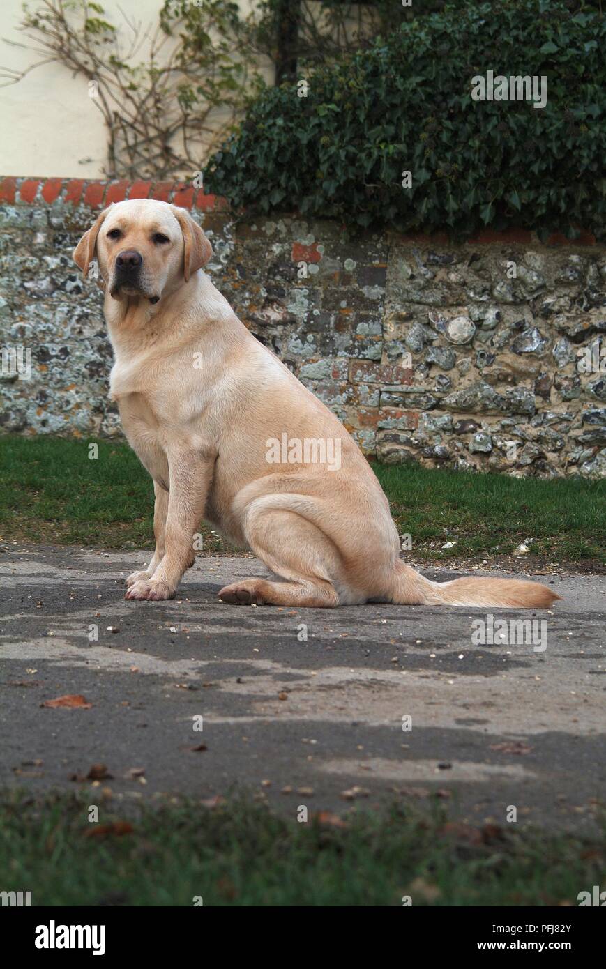 Labrador dog, sitting on path Stock Photo - Alamy