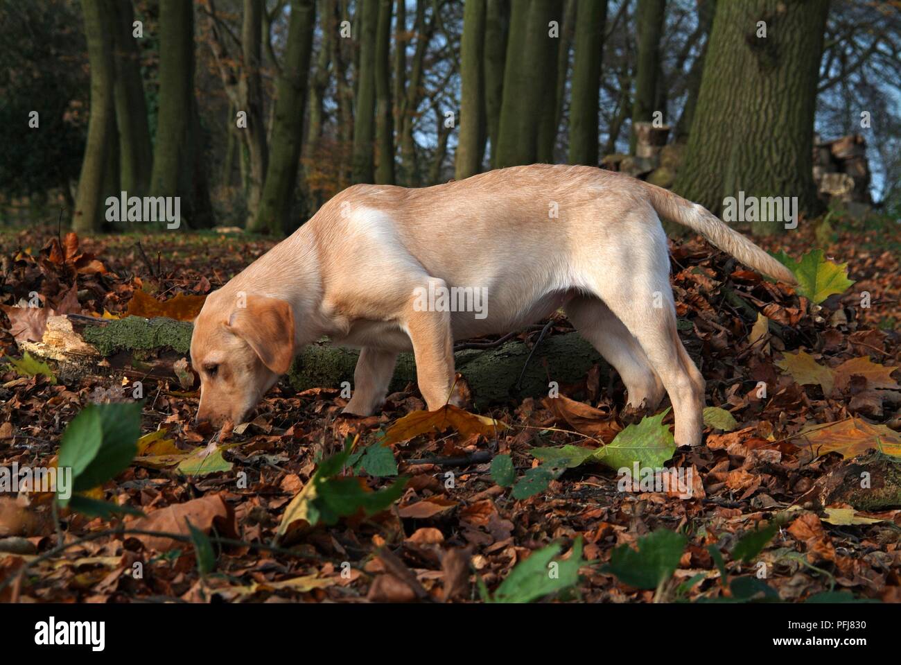 Labrador dog smelling leaves on forest floor Stock Photo - Alamy