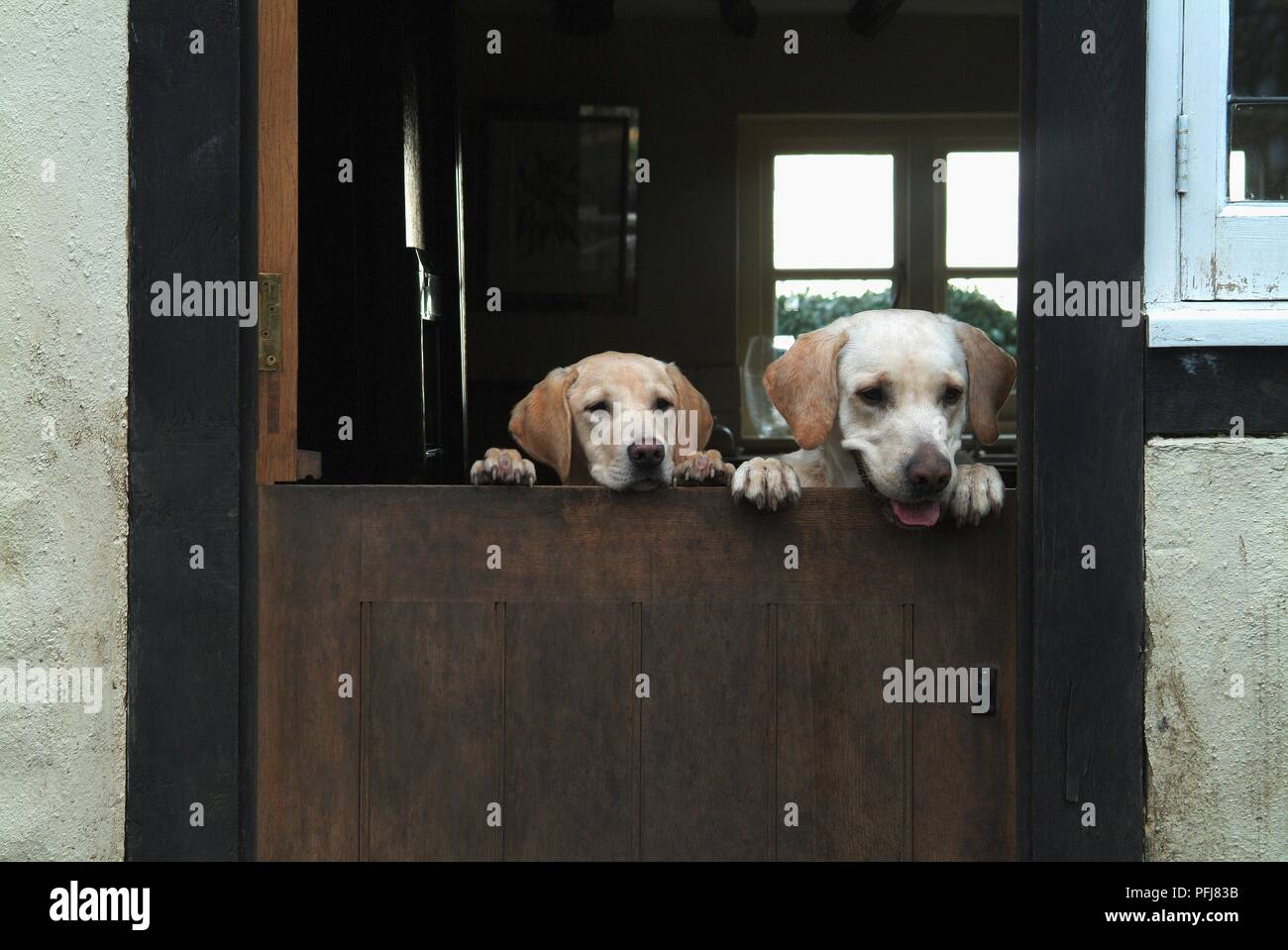 Two Labrador dogs looking over wood door Stock Photo - Alamy