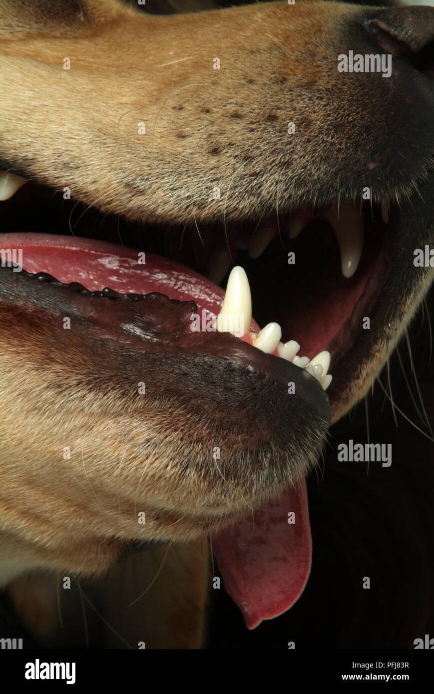 Labrador with open mouth showing sharp teeth and tongue, close up Stock ...