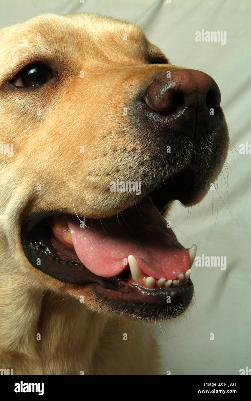 Labrador dog panting, close-up Stock Photo - Alamy