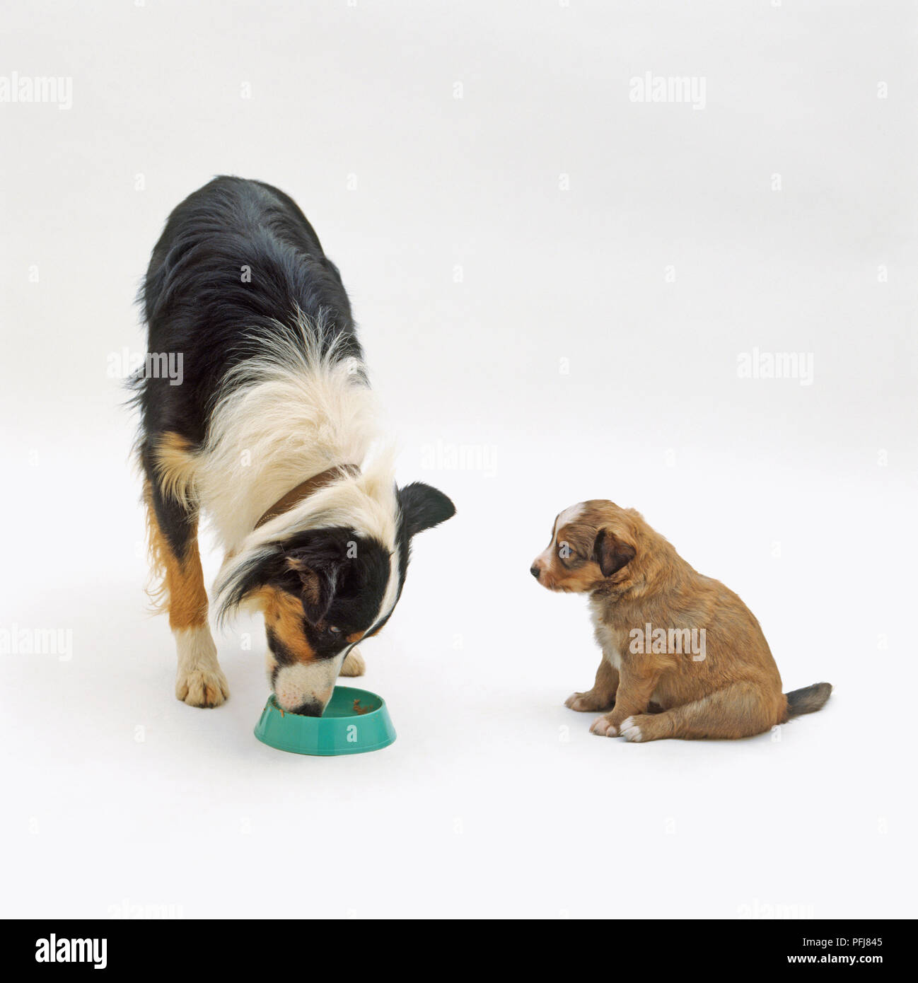 Adult dog eating from bowl as small puppy looks on Stock Photo - Alamy