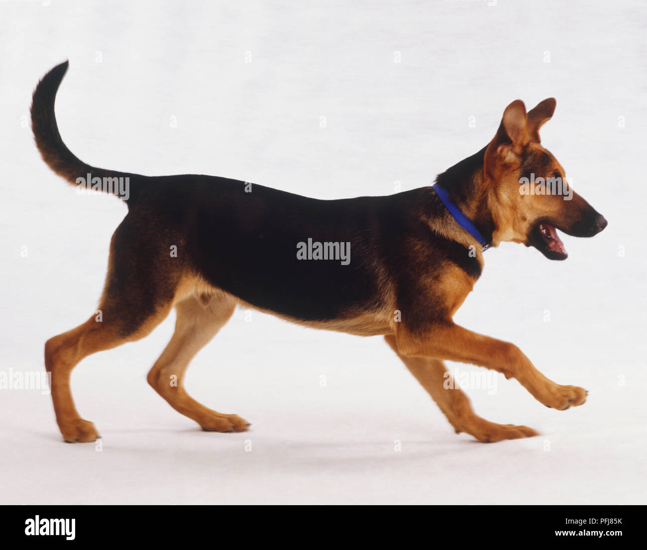 What Side Should Dog Walk On