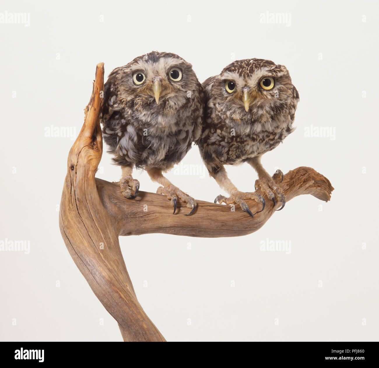 Two young owls huddled together on branch, front view Stock Photo - Alamy