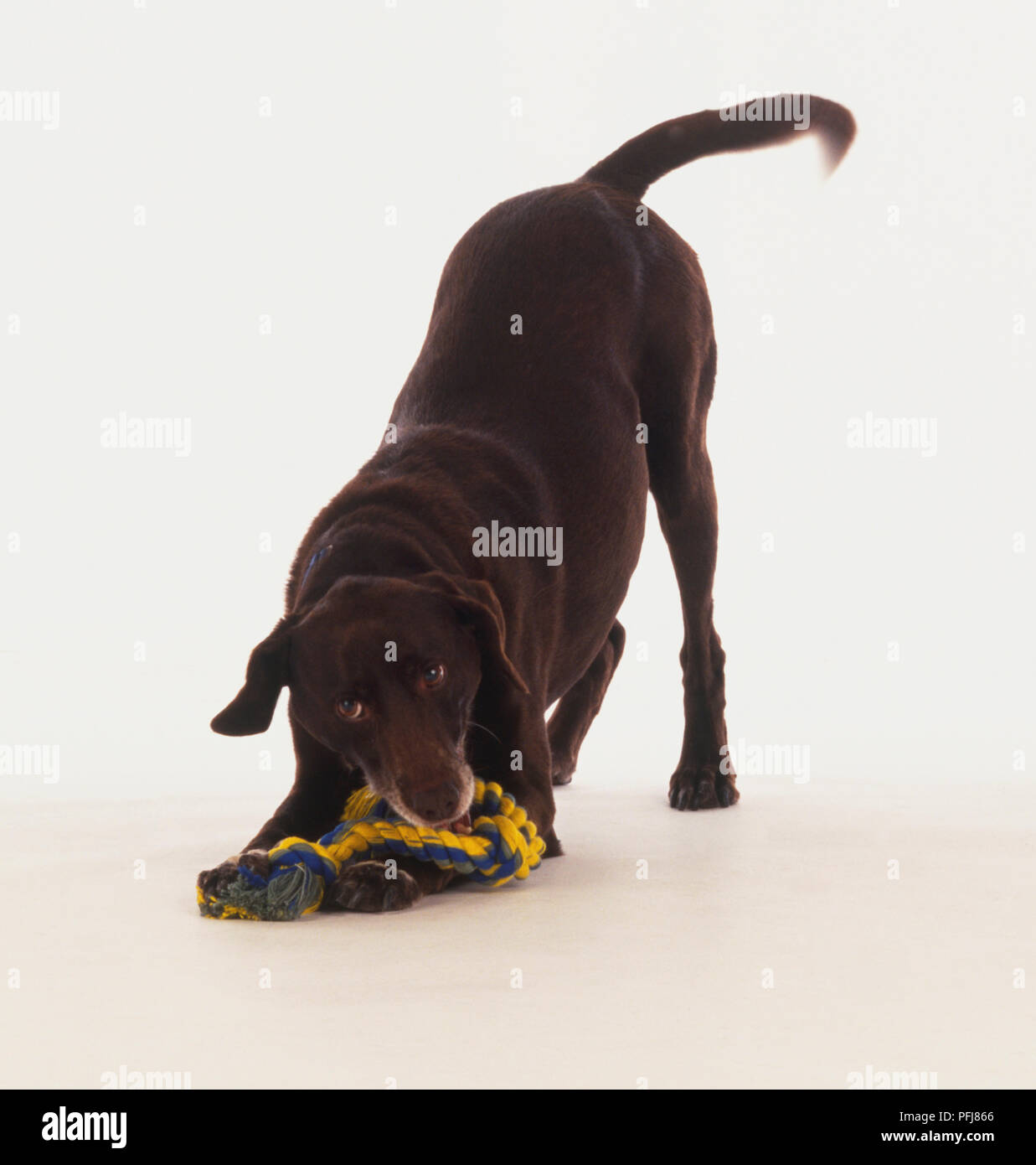 Brown dog crouched on front legs with its hindquarters sticking up ...