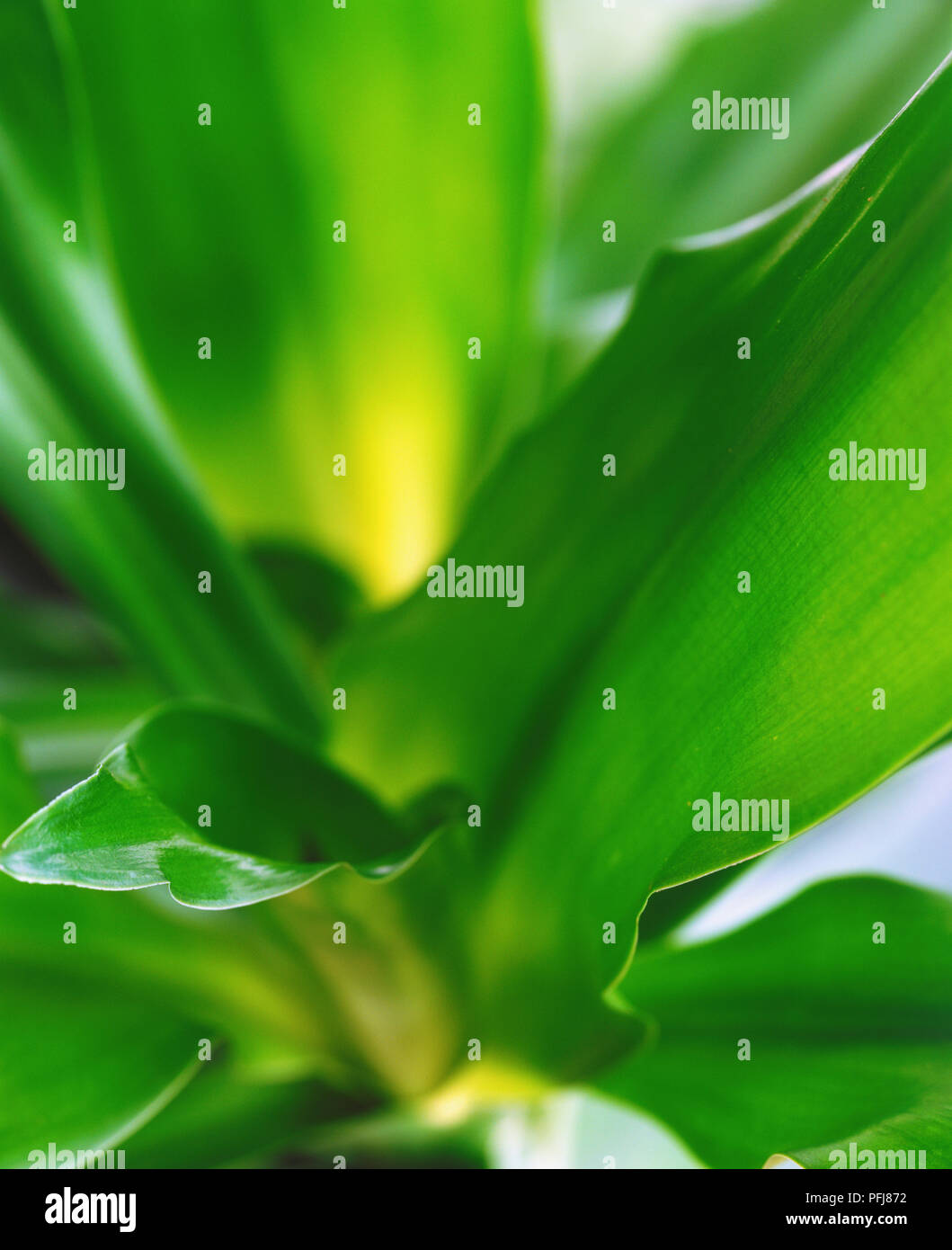 Dracaena fragrans, Madagascar Dragon Tree leaves, close-up Stock Photo ...