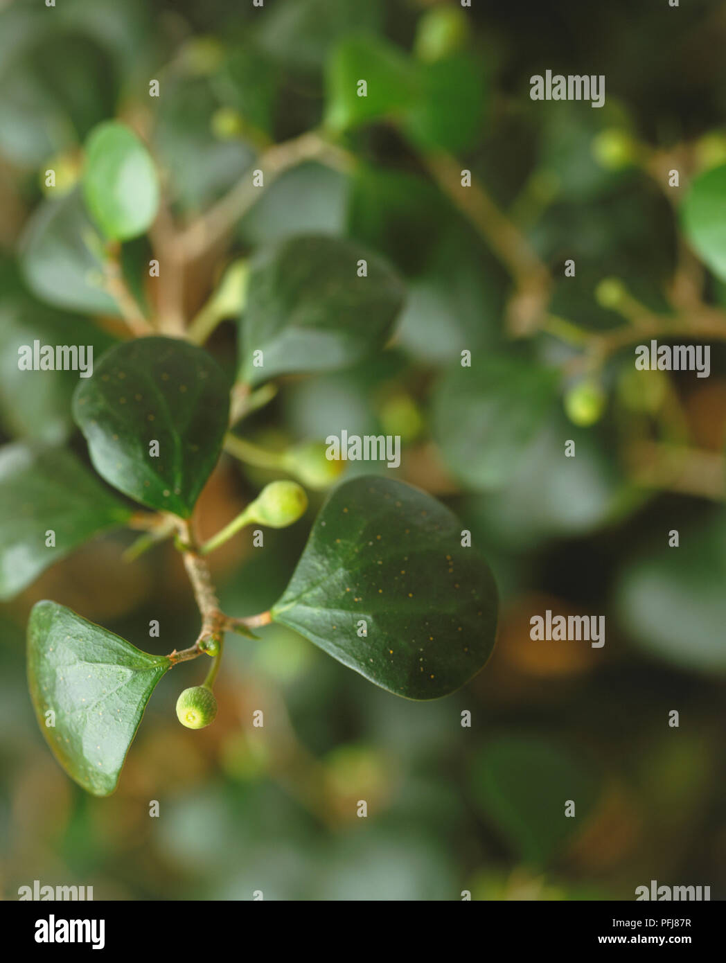 Ficus deltoidea hi-res stock photography and images - Alamy