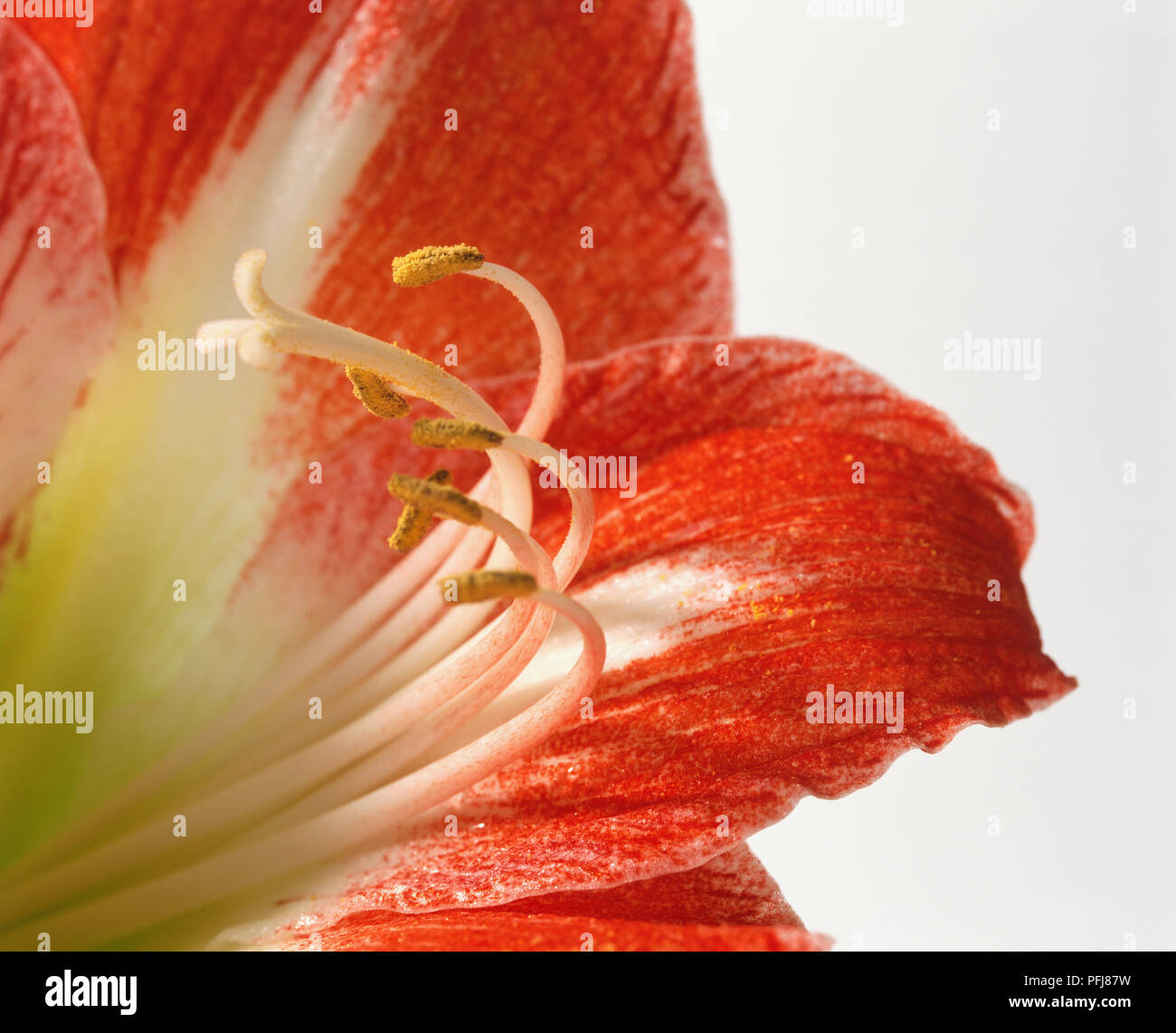 Hippeastrum cultivars hi-res stock photography and images - Alamy