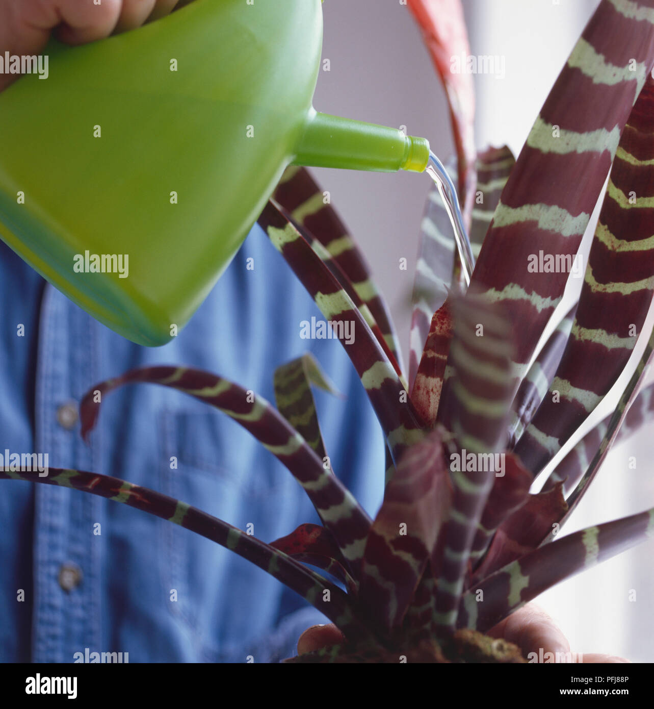 Vriesea Splendens Vriesea Splendens Stock Photos & Vriesea Splendens ...