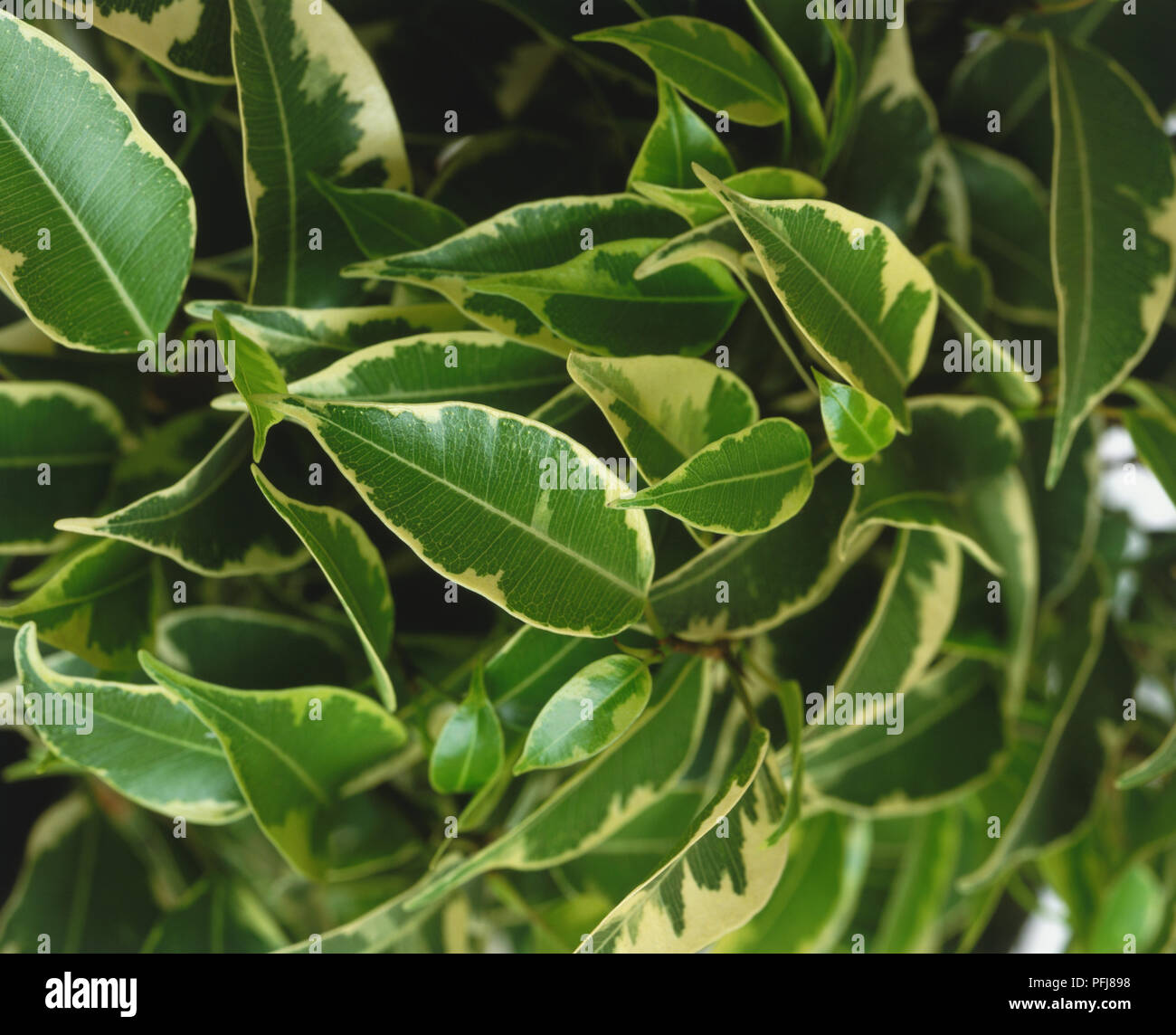 Ficus benjamina 'Starlight', variegated leaves of Weeping Fig cultivar ...