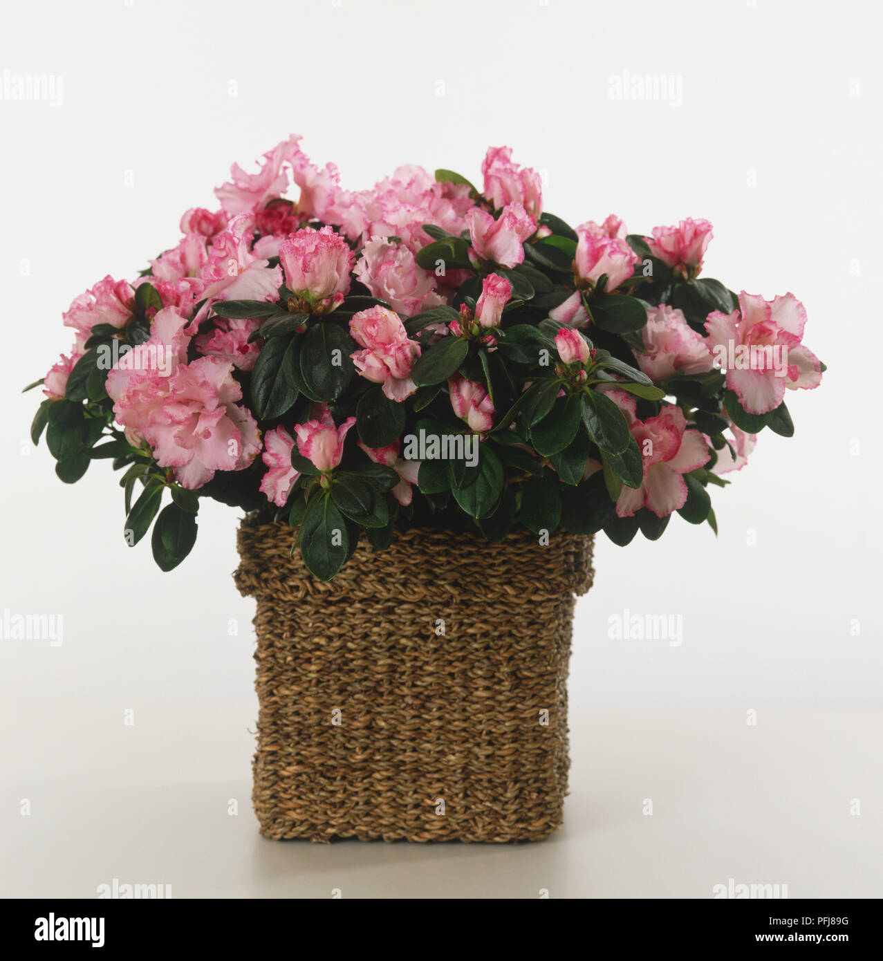 Rhododendron simsii, flowering pink Azalea shrub growing in wicker ...