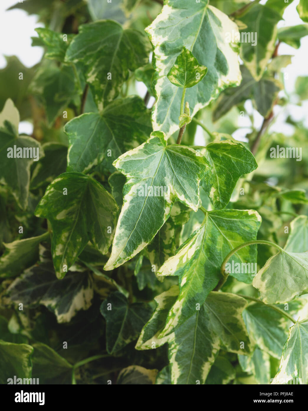 Variegated green leaves ivy hi-res stock photography and images - Alamy