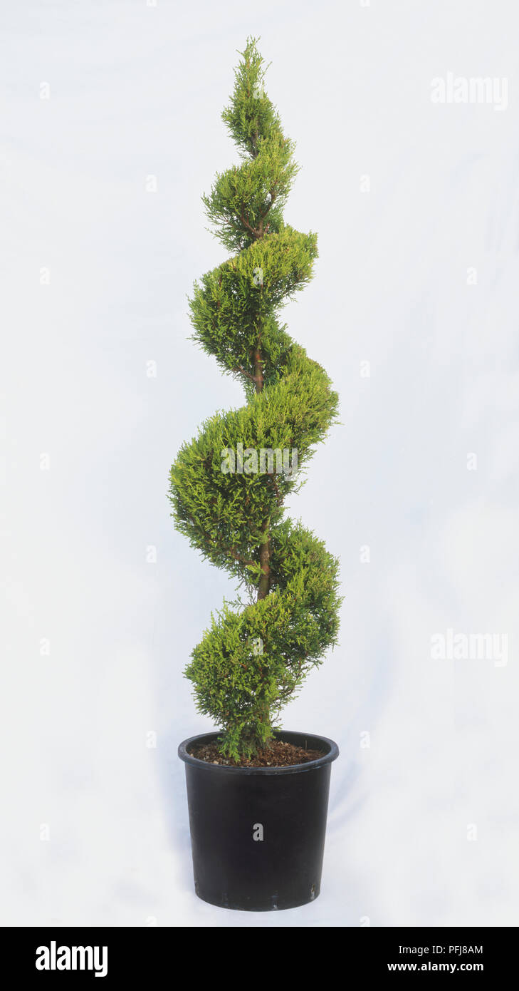 Coniferae, spiral-shaped Conifer shrub growing in black pot Stock Photo ...