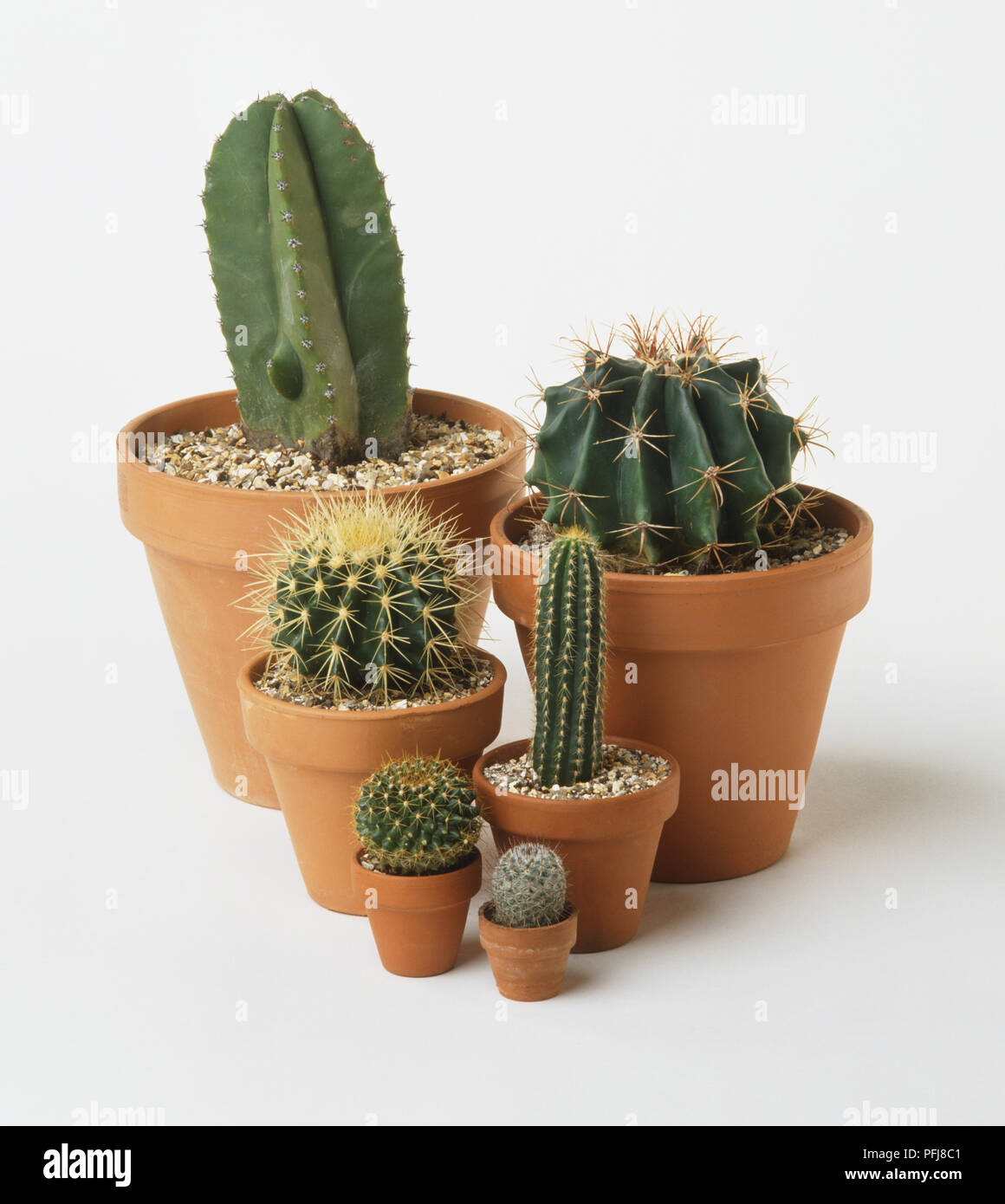 Selection of cacti hi-res stock photography and images - Alamy
