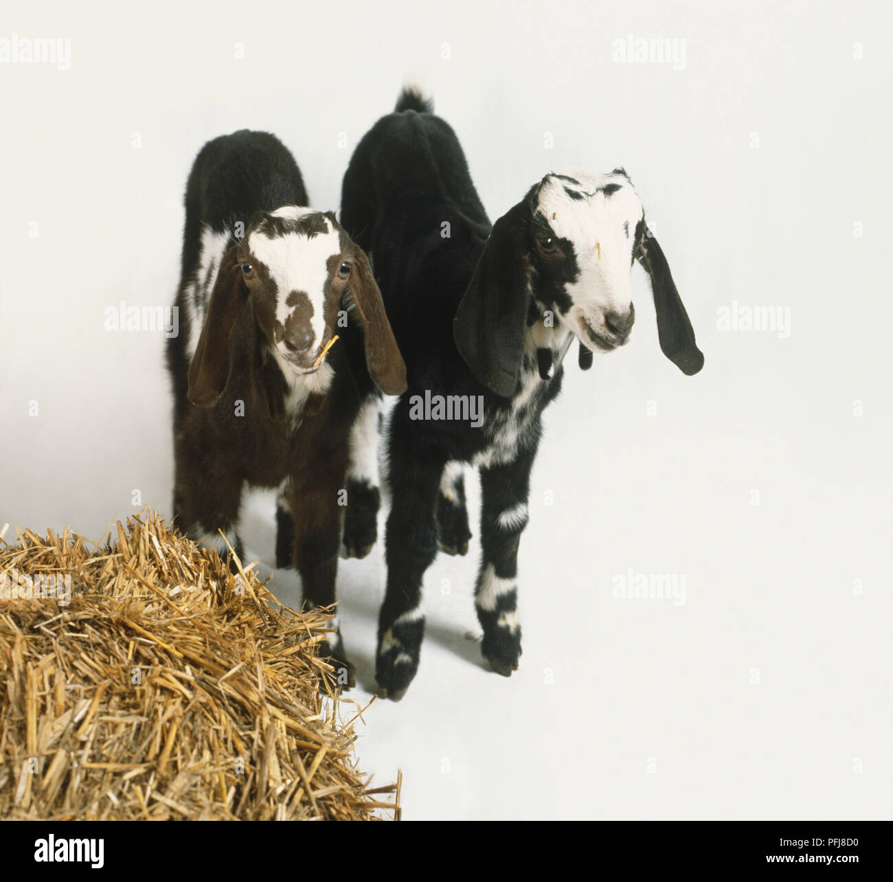 Caprine Animals High Resolution Stock Photography and Images - Alamy