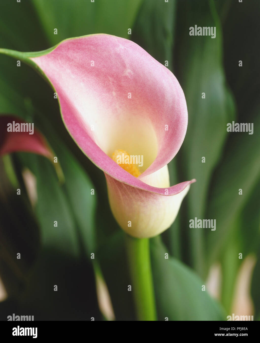 Zantedeschia sp hi-res stock photography and images - Alamy