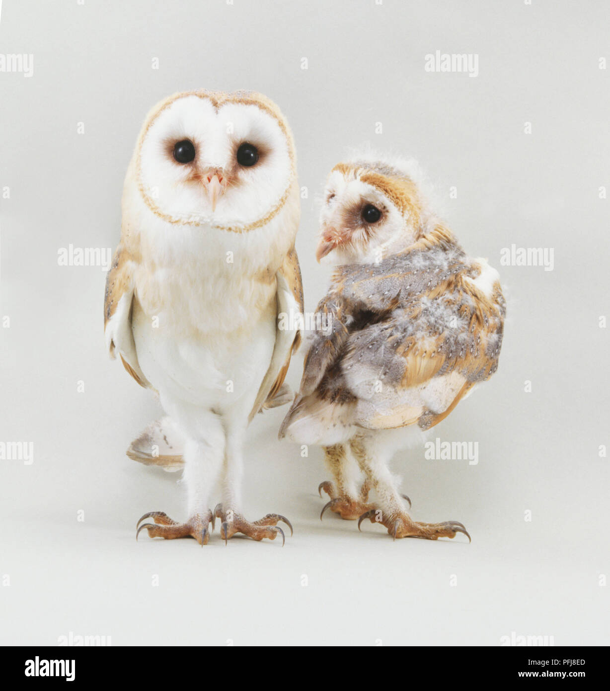 Two standing Barn Owls (Tyto alba), adult and Chick Stock Photo - Alamy