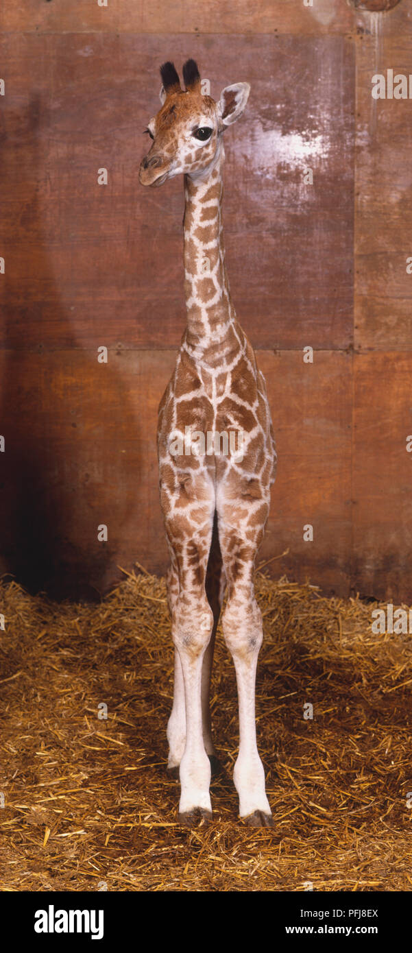 Baby Giraffe (Giraffa camelopardalis) standing in stable, front view ...